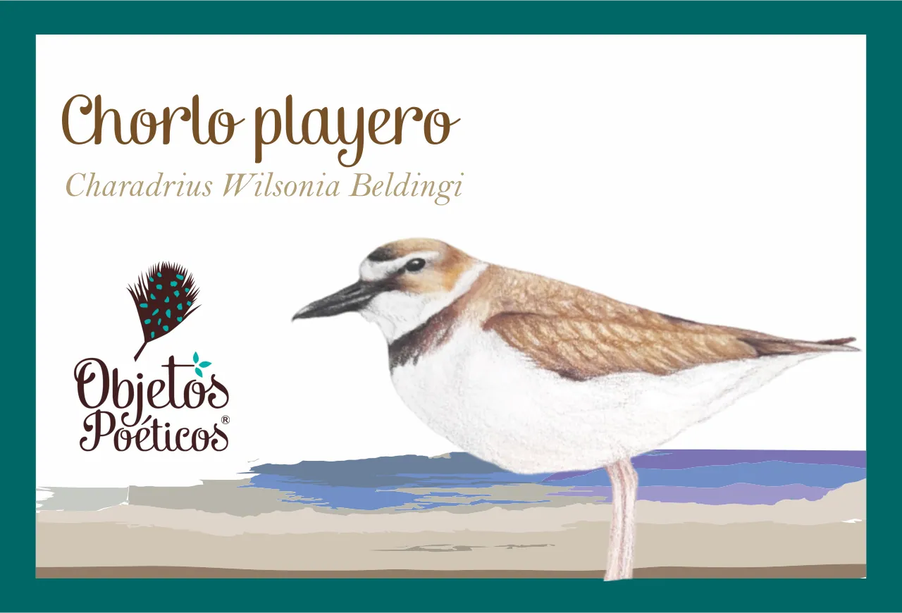 Salvemos al Chorlo Playero: Guardianes de la Costa - Objetos Poéticos