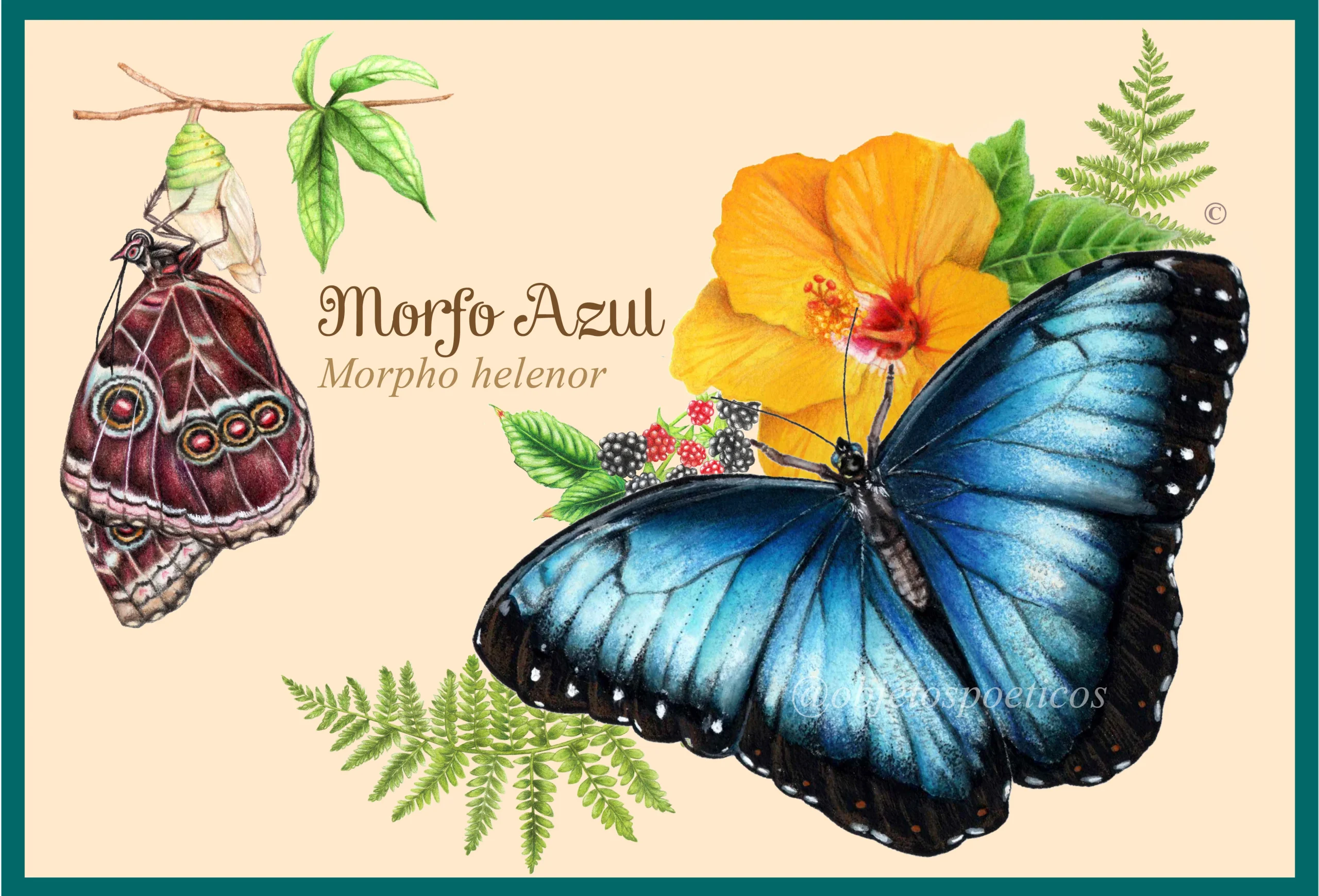 Mariposas Mas Coloridas Del Mundo